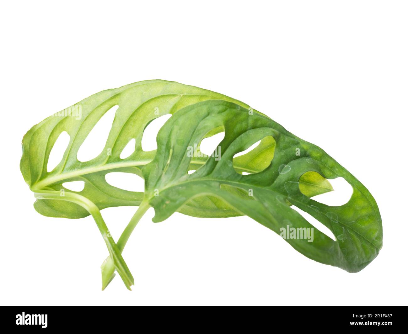 close up shoot of monstera leafs on an isolated white background Stock ...