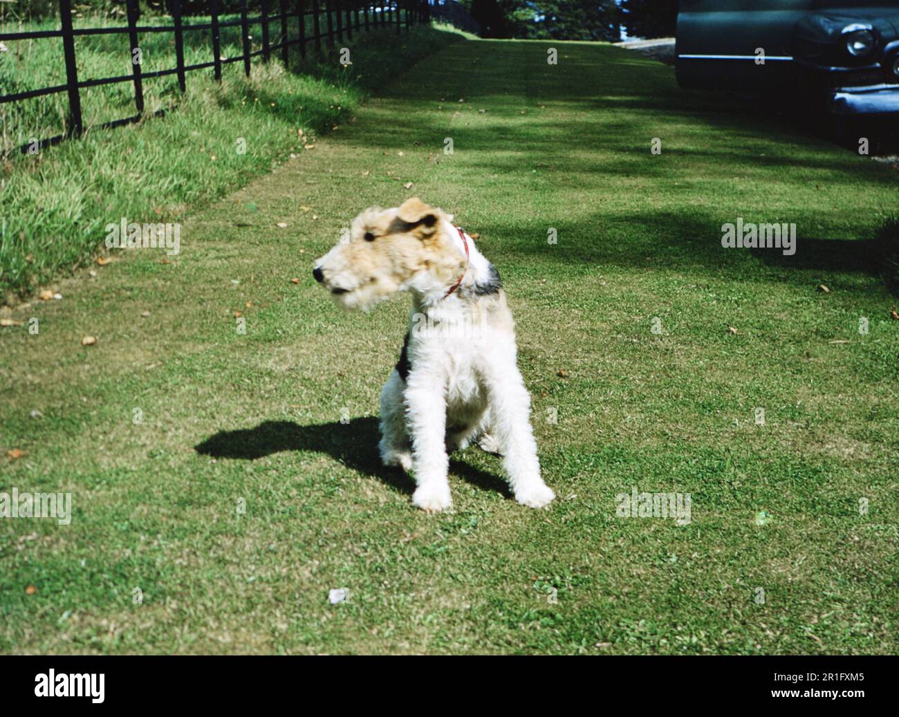 1950s dog in yard hi-res stock photography and images - Alamy