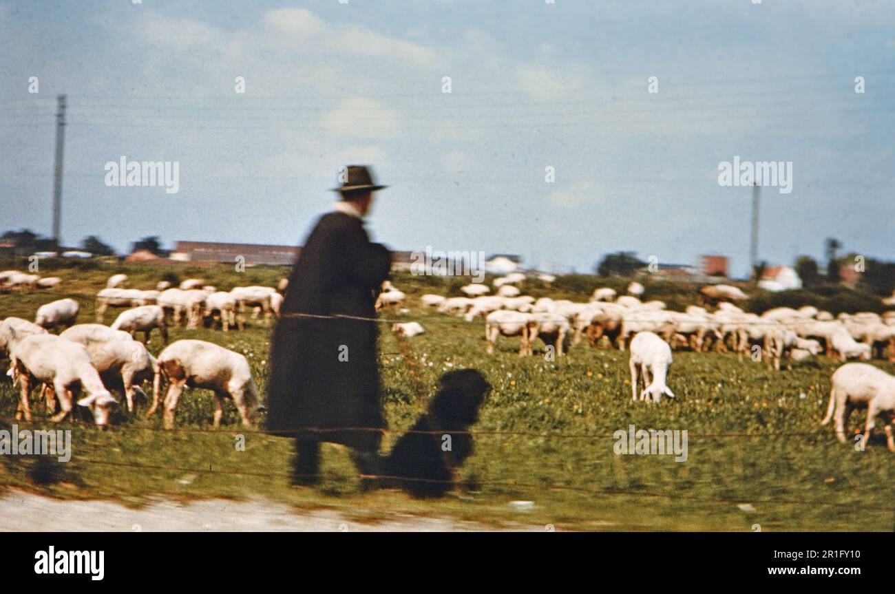 A shepherd among his sheep in Italy ca. approx. mid-1950s Stock Photo - Alamy