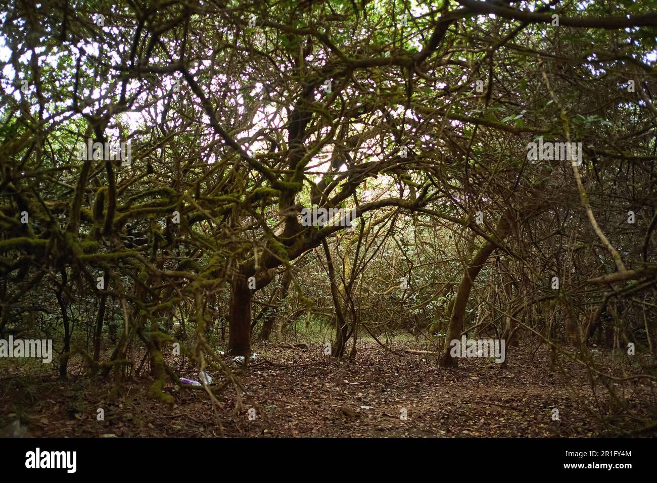 The beautiful leaf carpeted floor of a tropical moist evergreen forest ...