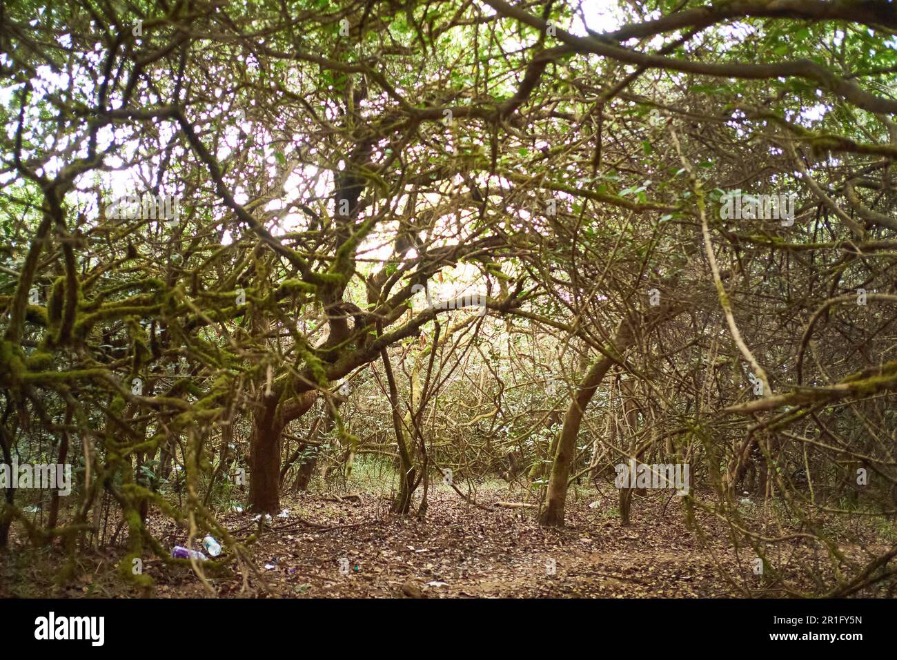 The beautiful leaf carpeted floor of a tropical moist evergreen forest ...