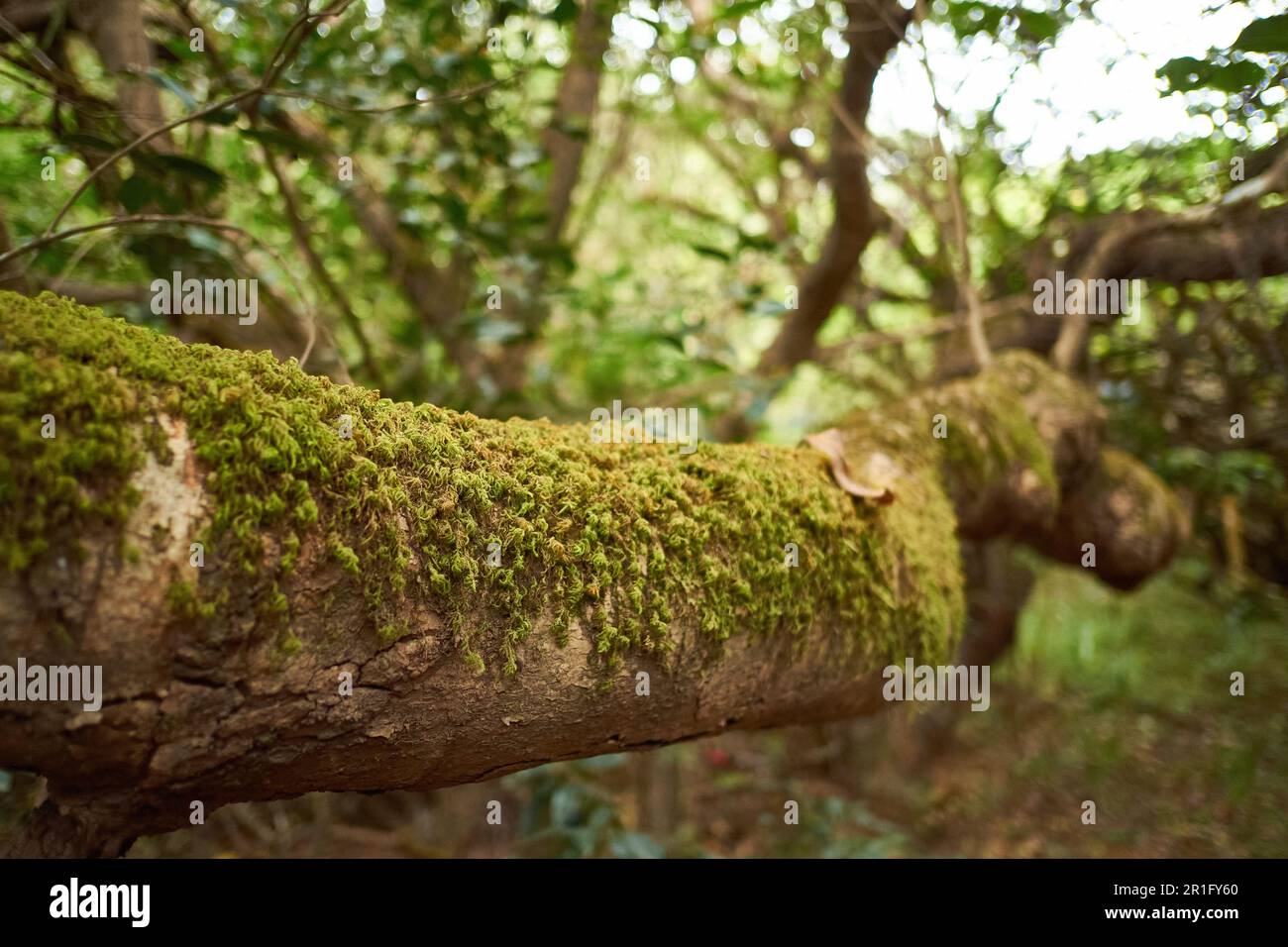 Non vasular hi-res stock photography and images - Alamy
