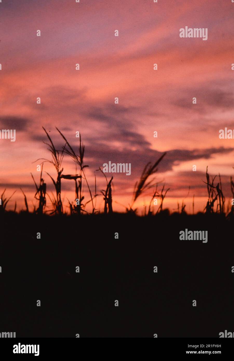 Silhouetted cornstalks hi-res stock photography and images - Alamy
