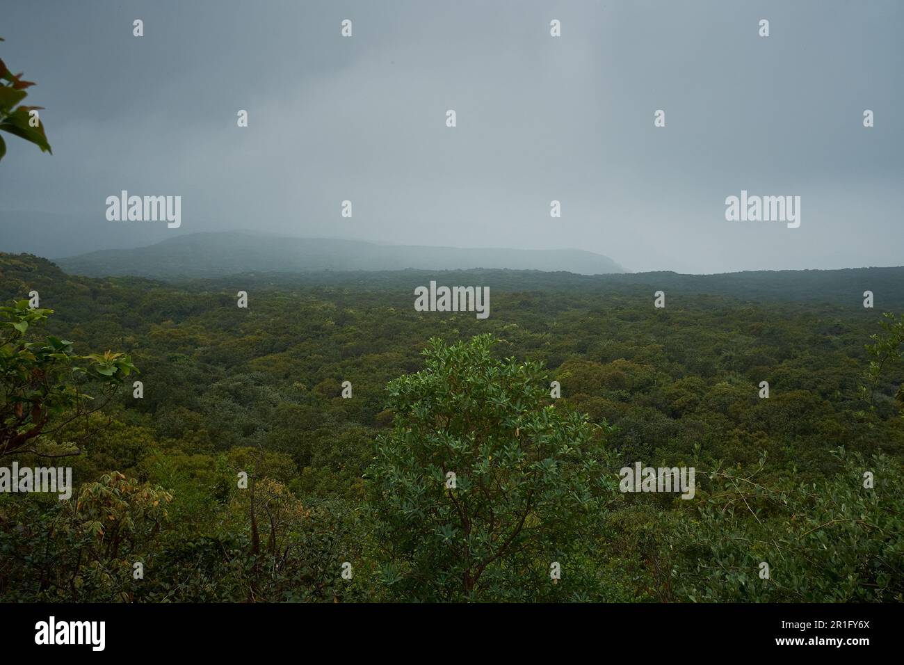 A view of the dense tropical moist evergreen forests of Mahabaleshwar ...