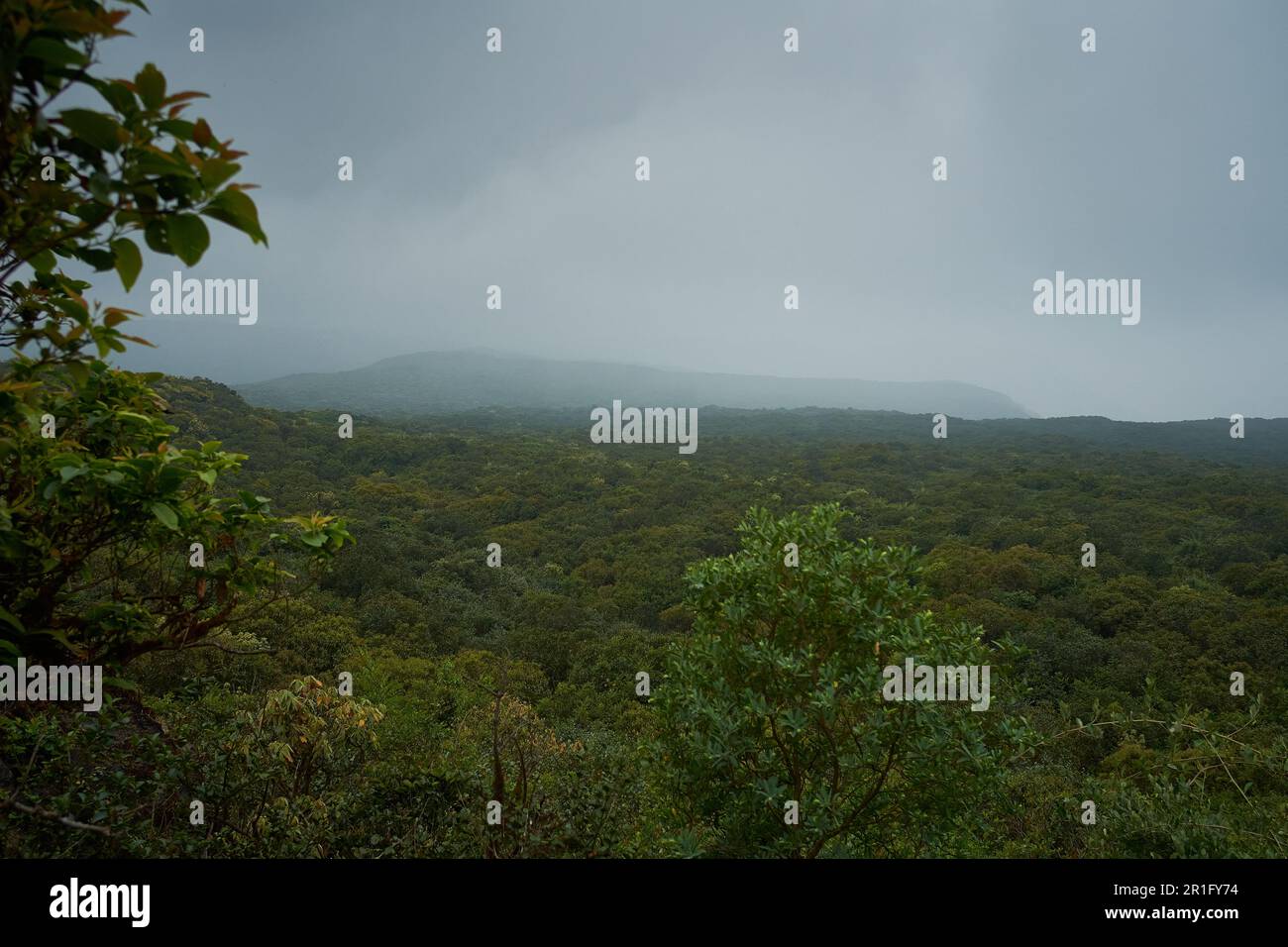 A view of the dense tropical moist evergreen forests of Mahabaleshwar ...