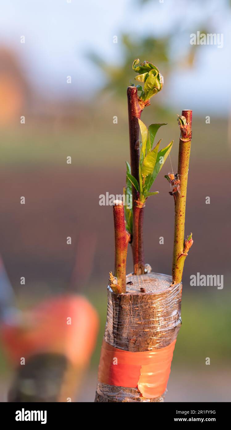 Expertly grafted peach tree growing strong on cherry plum rootstock ...