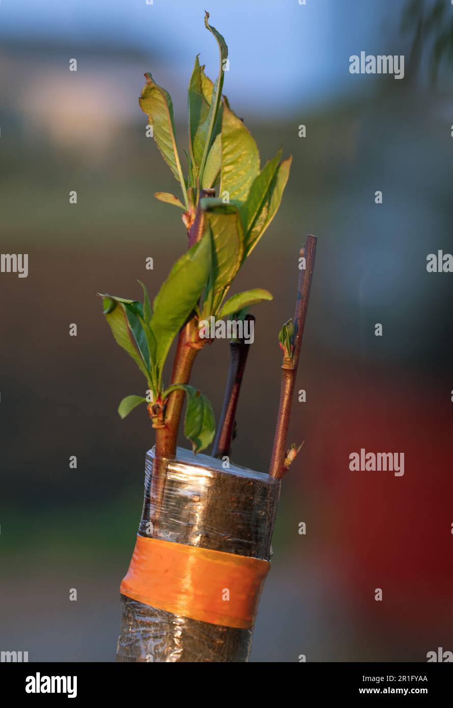 Expertly grafted peach tree growing strong on cherry plum rootstock ...