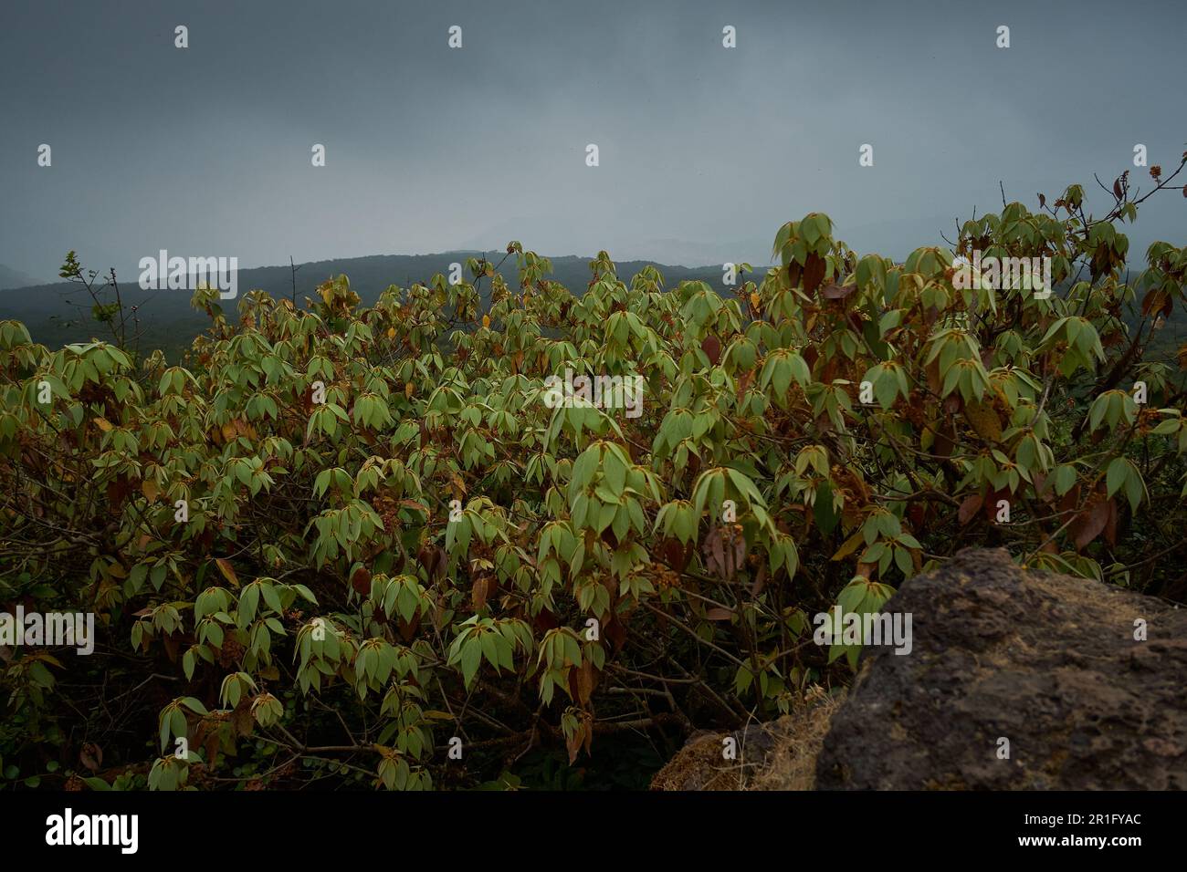 A view of the dense tropical moist evergreen forests of Mahabaleshwar ...