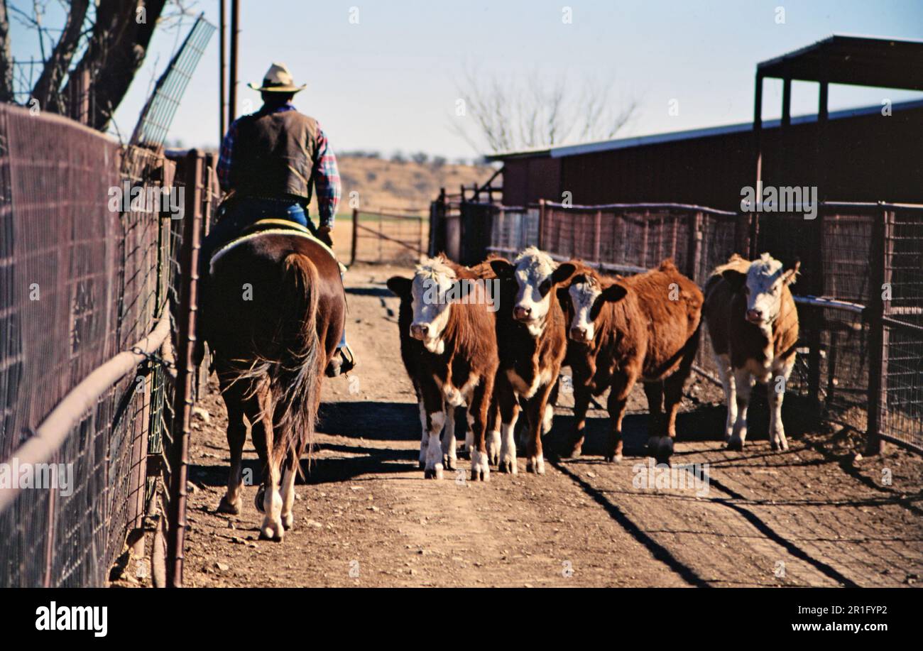 Moving cattle in a pen hi-res stock photography and images - Alamy