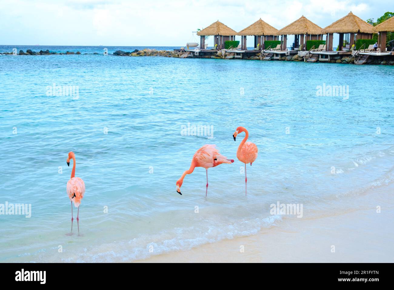Pink flamingos at the beach in Aruba, flamingos at the beach in Aruba ...