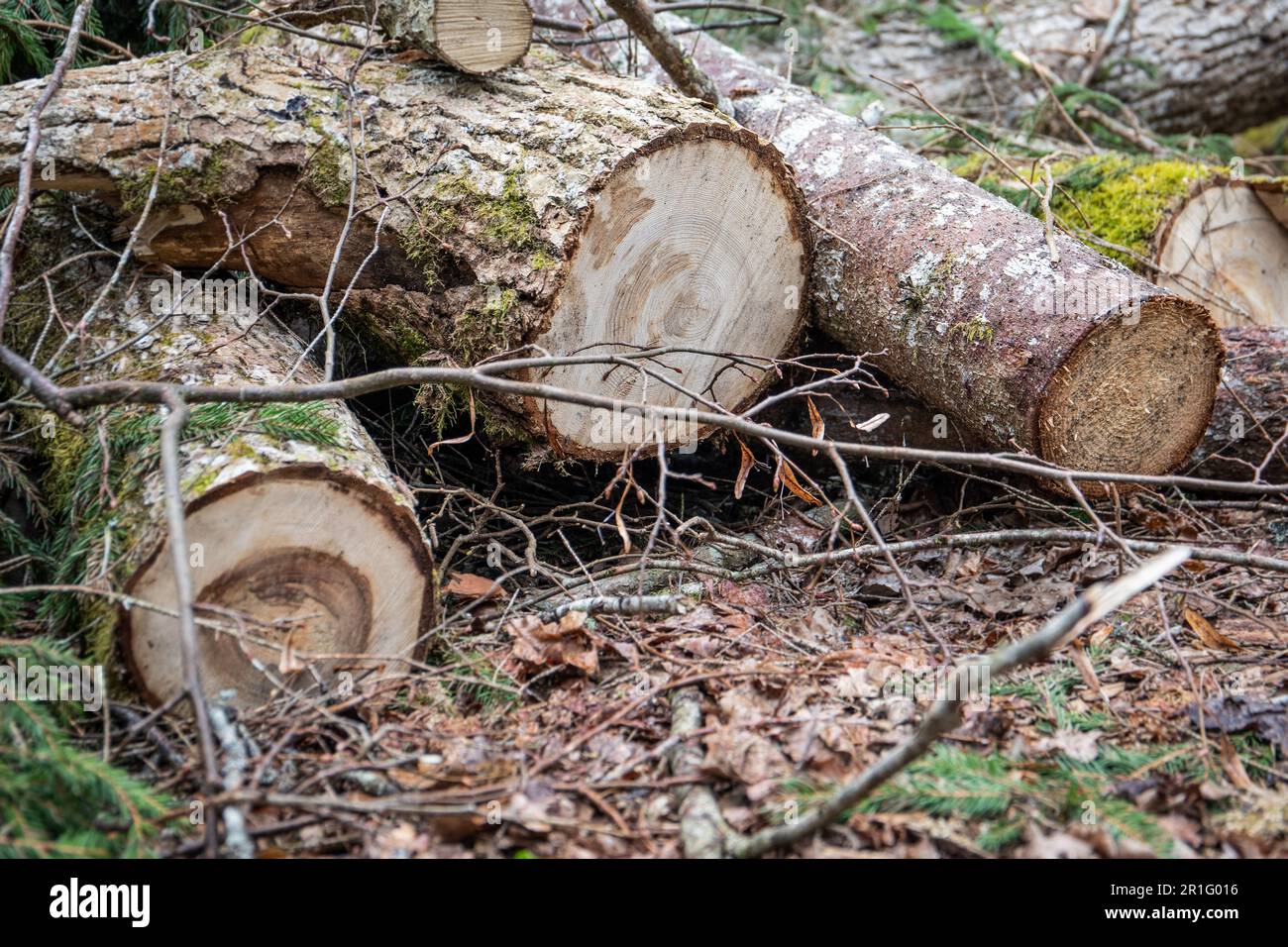 Large cut tree on the ground in the woods. Nature and timber industry ...