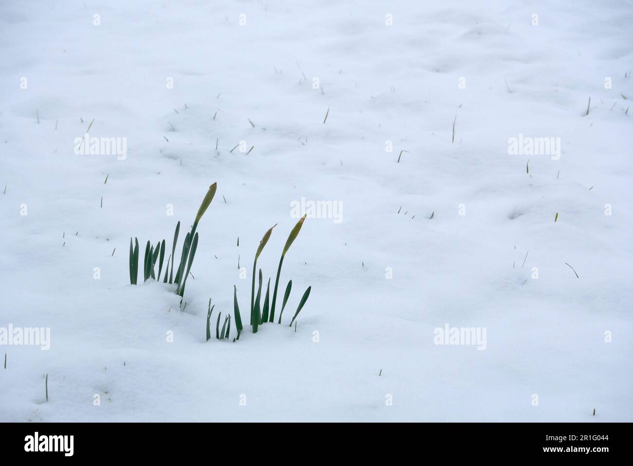 Daffodil flower young leaves hi-res stock photography and images - Alamy