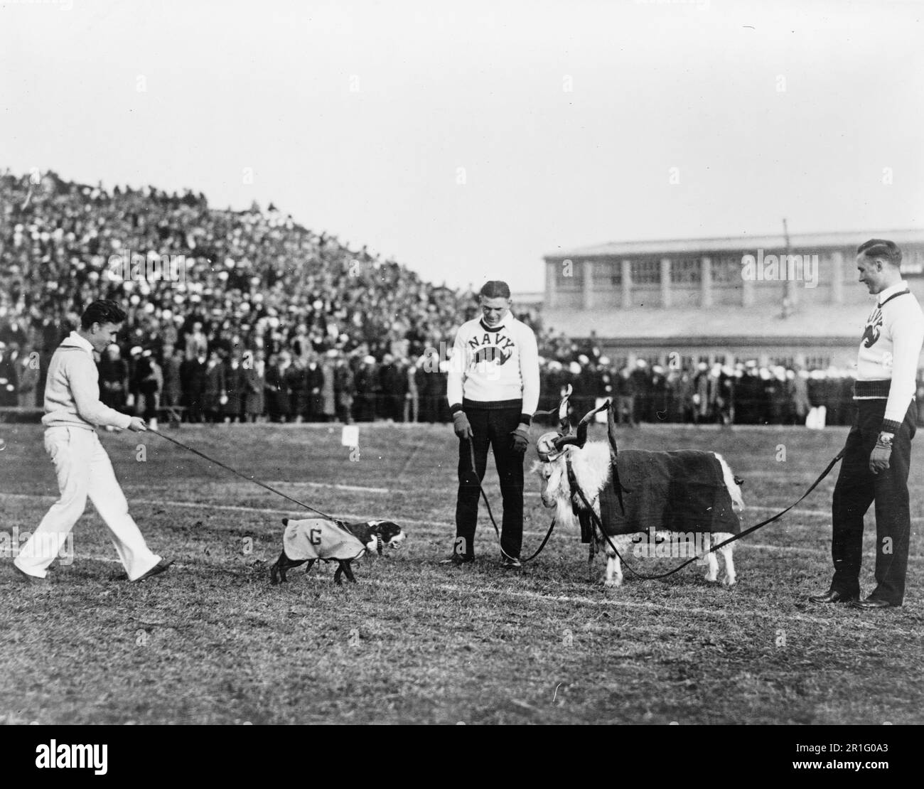 Archival bulldog Black and White Stock Photos & Images - Alamy