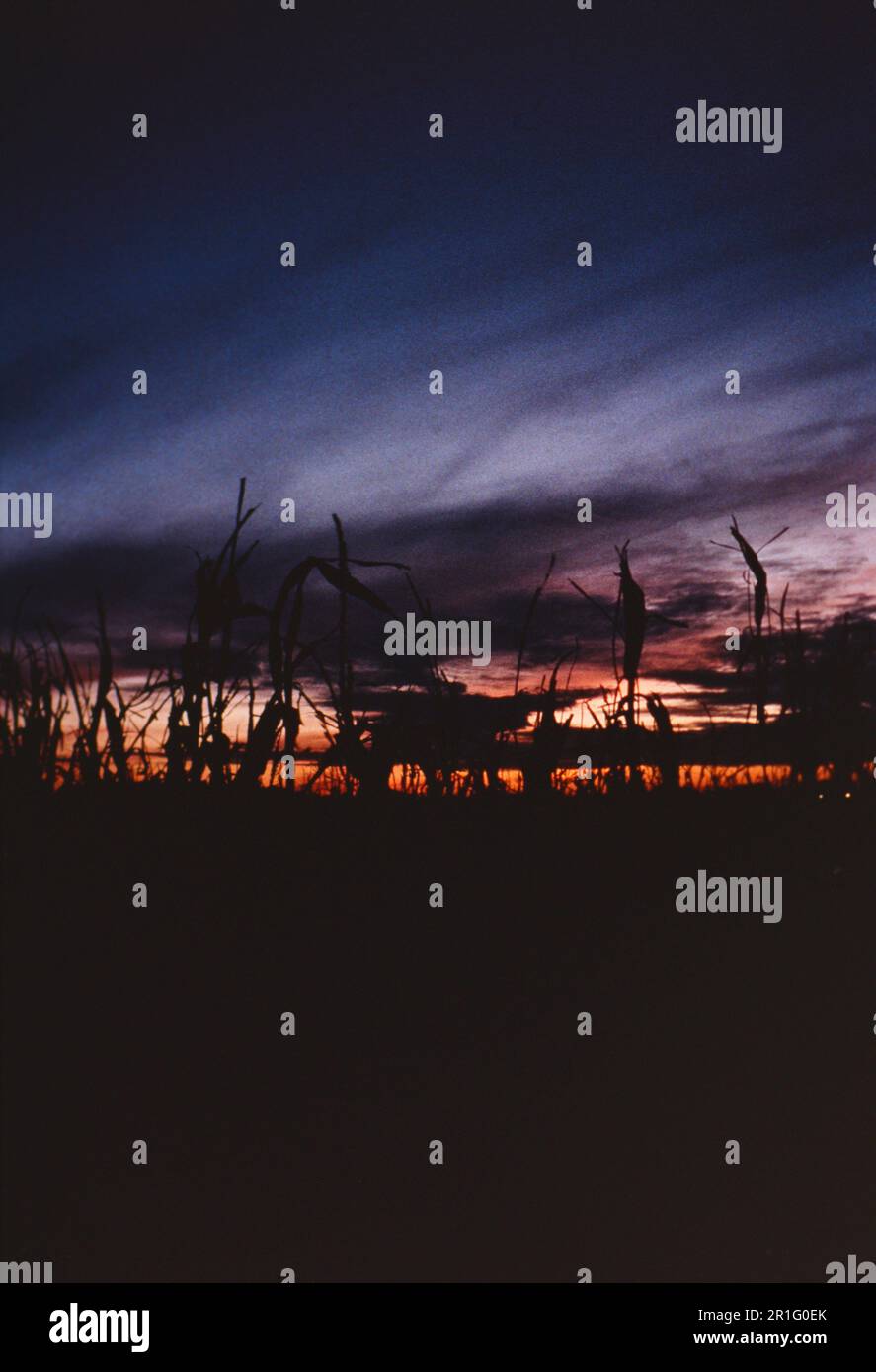 The tops of silhouetted corn stalks in front of a dark blue sunrise ca ...