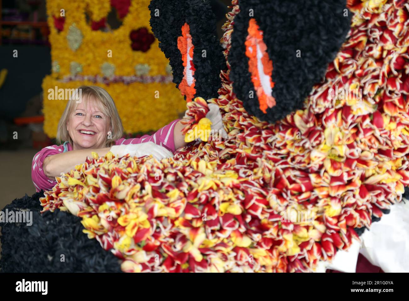 Spalding, UK. 11th May, 2023. Gaynor Lilley has started 'pinning' tulip ...