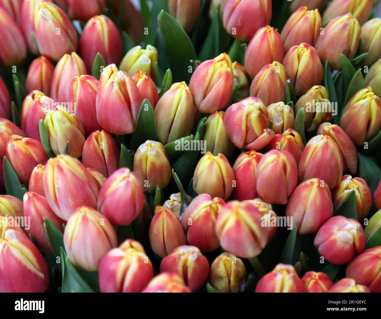 Spalding, UK. 11th May, 2023. Bunches of tulips. With the Spalding ...