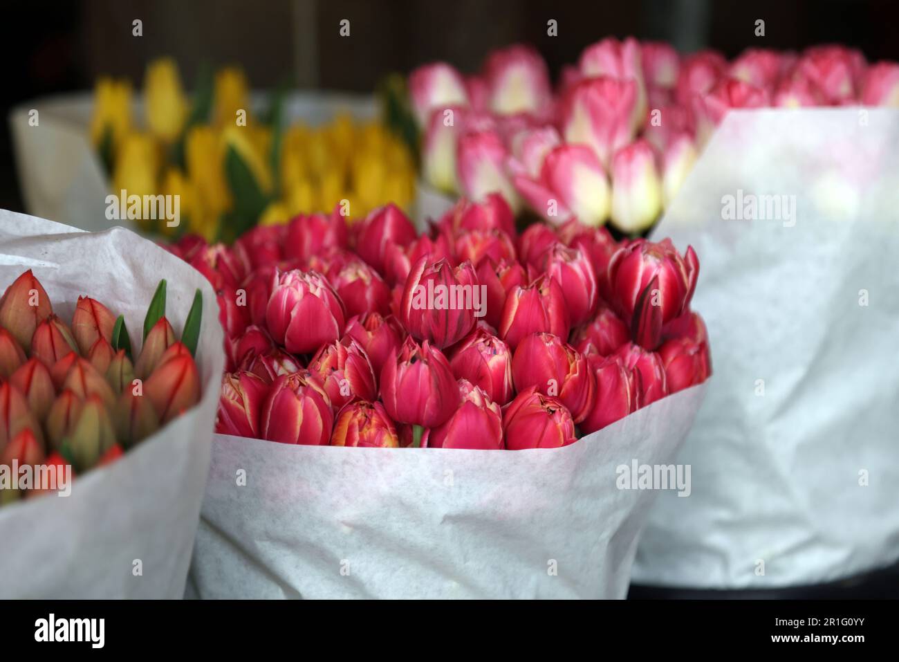 Spalding, UK. 11th May, 2023. Tulips. With the Spalding Flower Festival ...