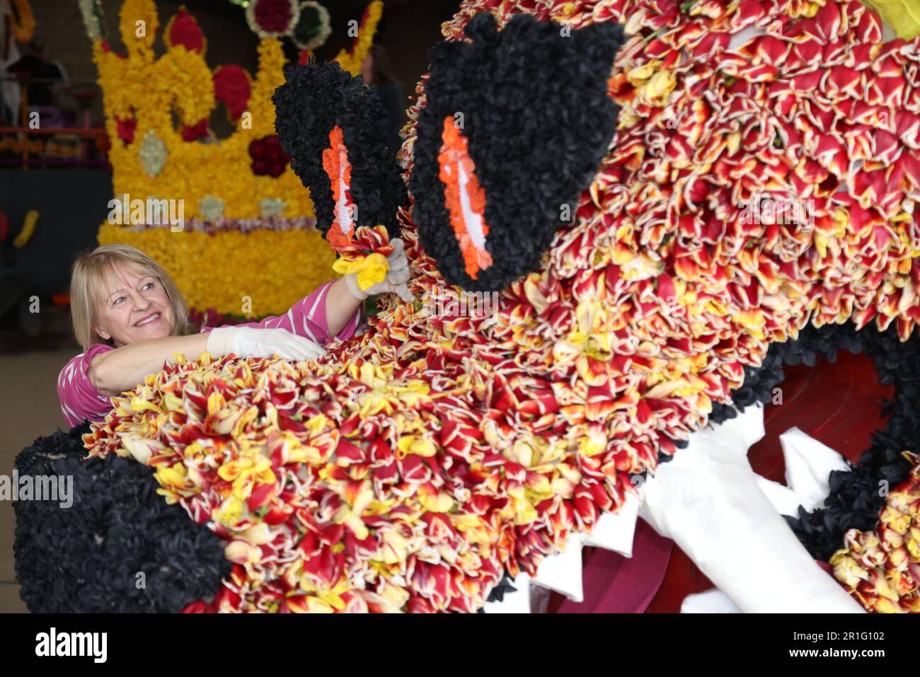 Spalding, UK. 11th May, 2023. Gaynor Lilley has started 'pinning' tulip ...