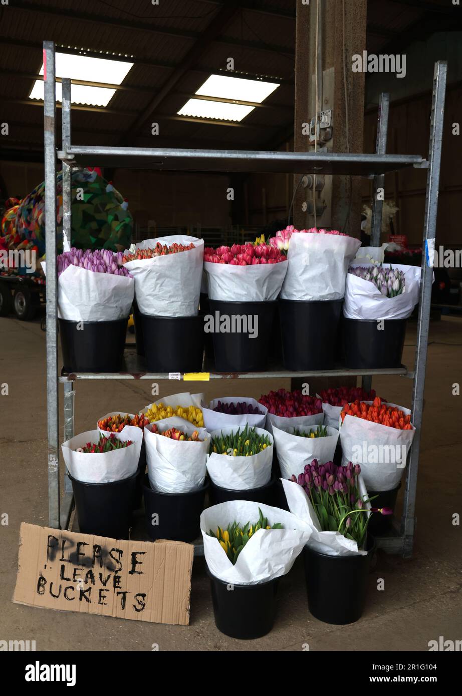 Spalding, UK. 11th May, 2023. Buckets full of tulips. With the Spalding ...