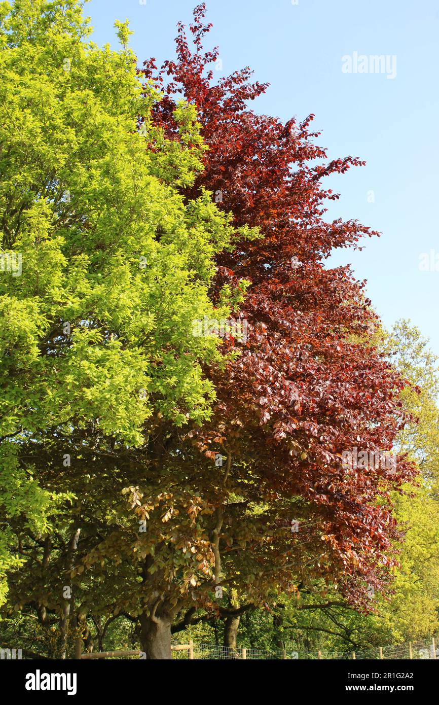 Different colour trees Stock Photo - Alamy