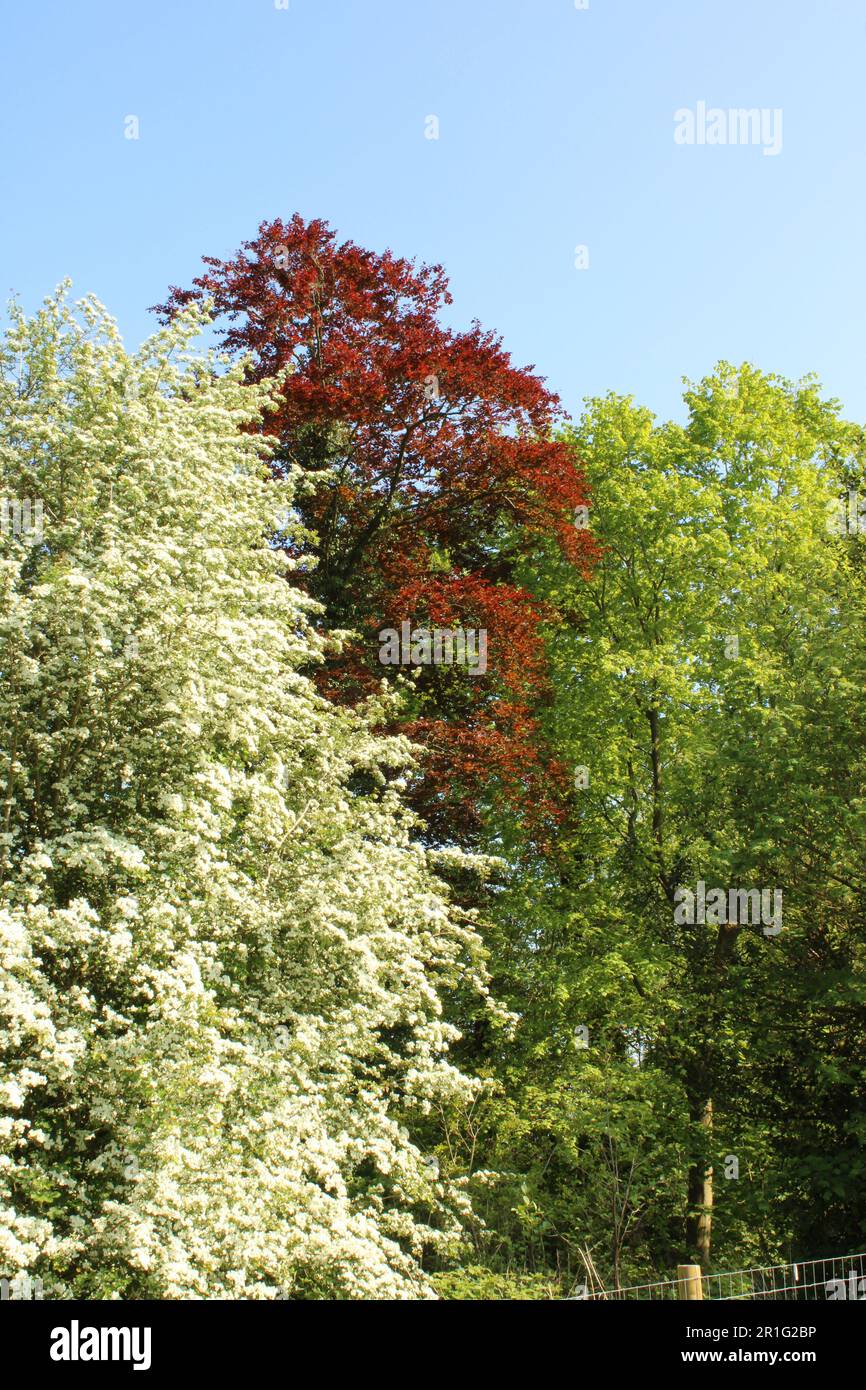 Three trees in three different colours Stock Photo - Alamy