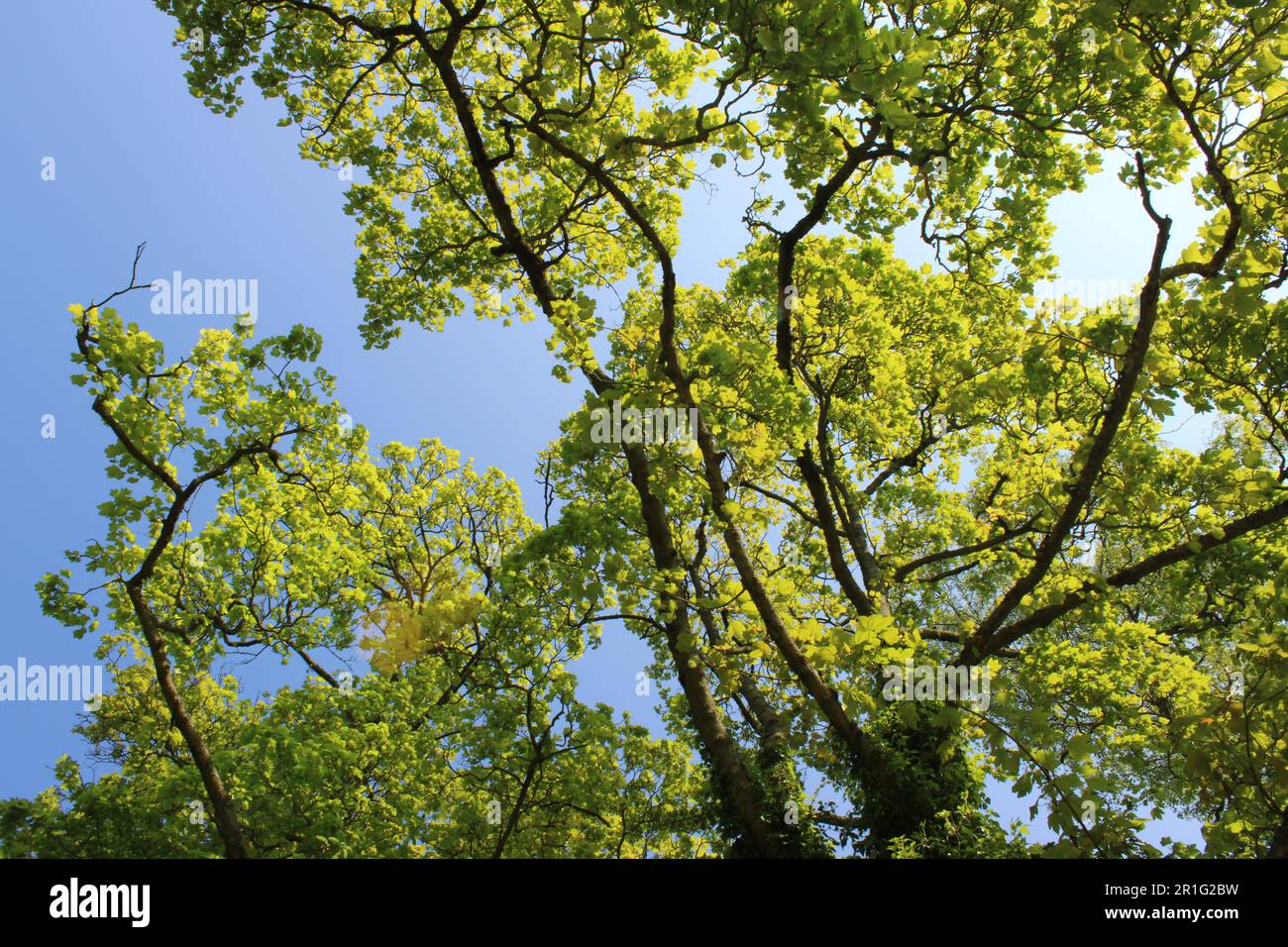 Looking up spring tree hi-res stock photography and images - Alamy