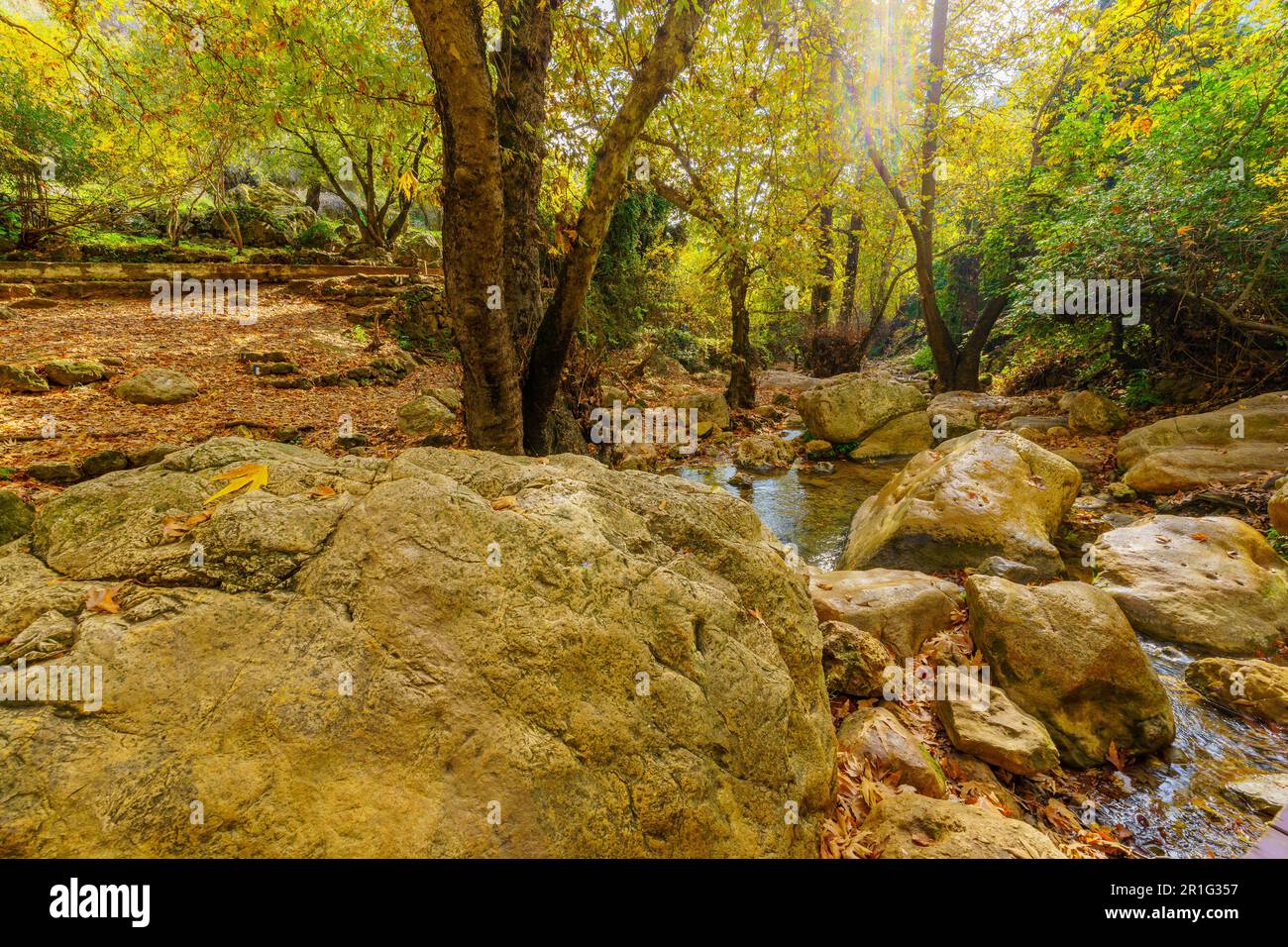 View of rocks, trees, water stream and fall foliage, in the Amud Stream ...