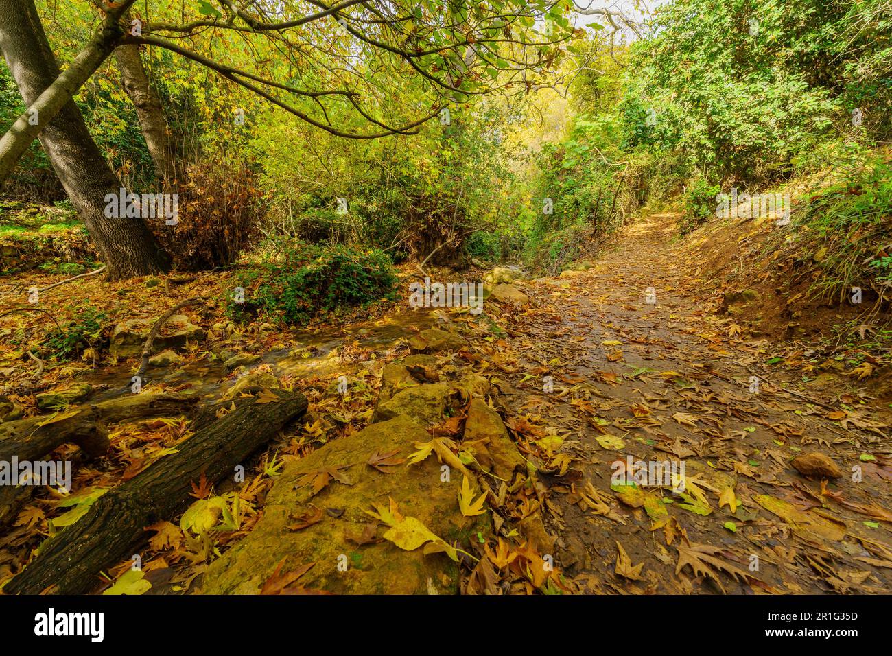 View of rocks, trees, water stream and fall foliage, in the Amud Stream ...