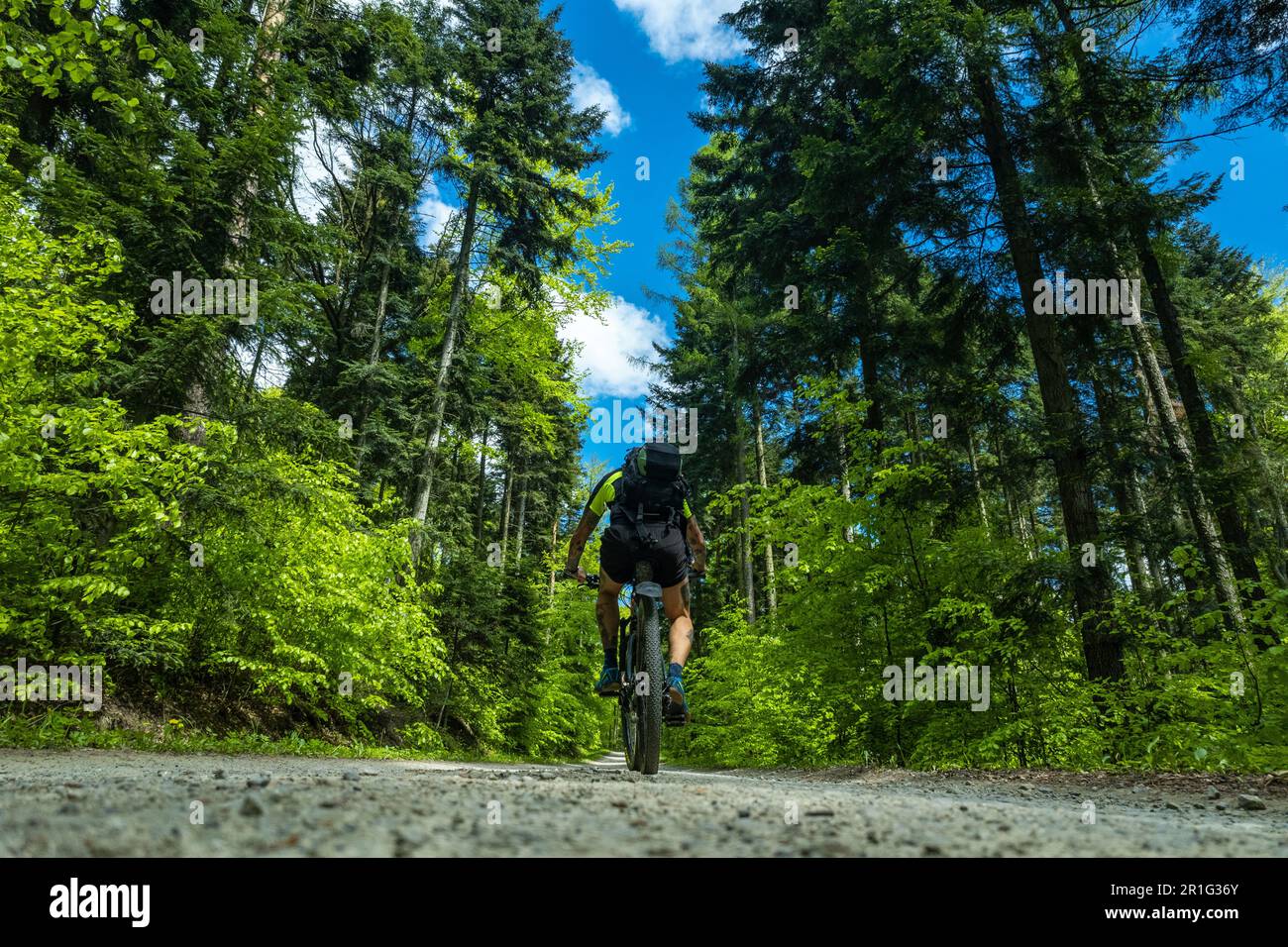 Man on mtb bike ride trough lush forest at spring Stock Photo - Alamy