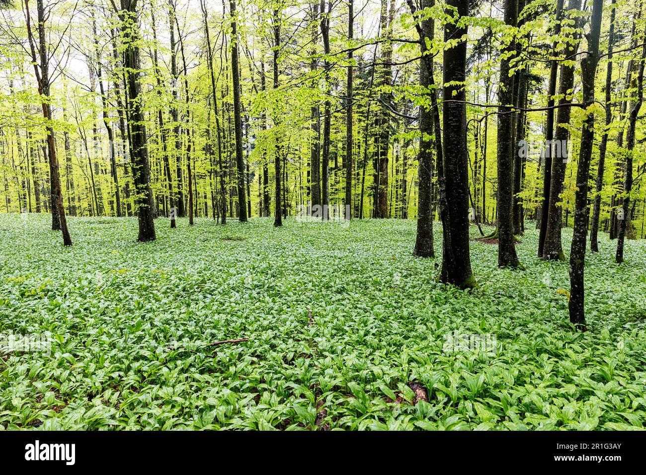 Beautiful fields of Wild garlic (Allium ursinum) in the forest of ...