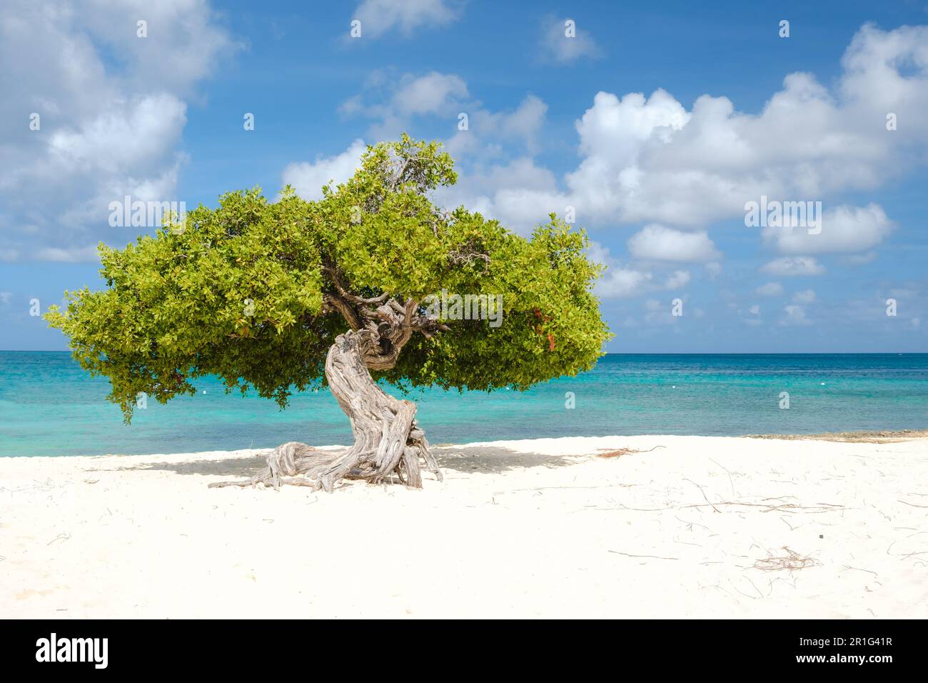 Eagle Beach Aruba, Divi Divi Trees on the shoreline of Eagle Beach in ...