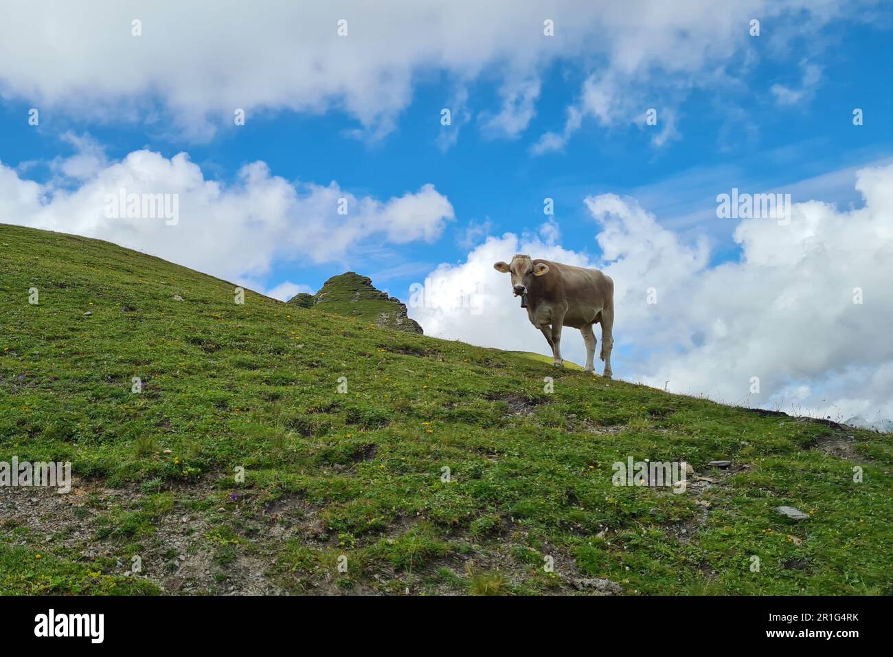 cow grazing on a steep mountain slope Stock Photo - Alamy