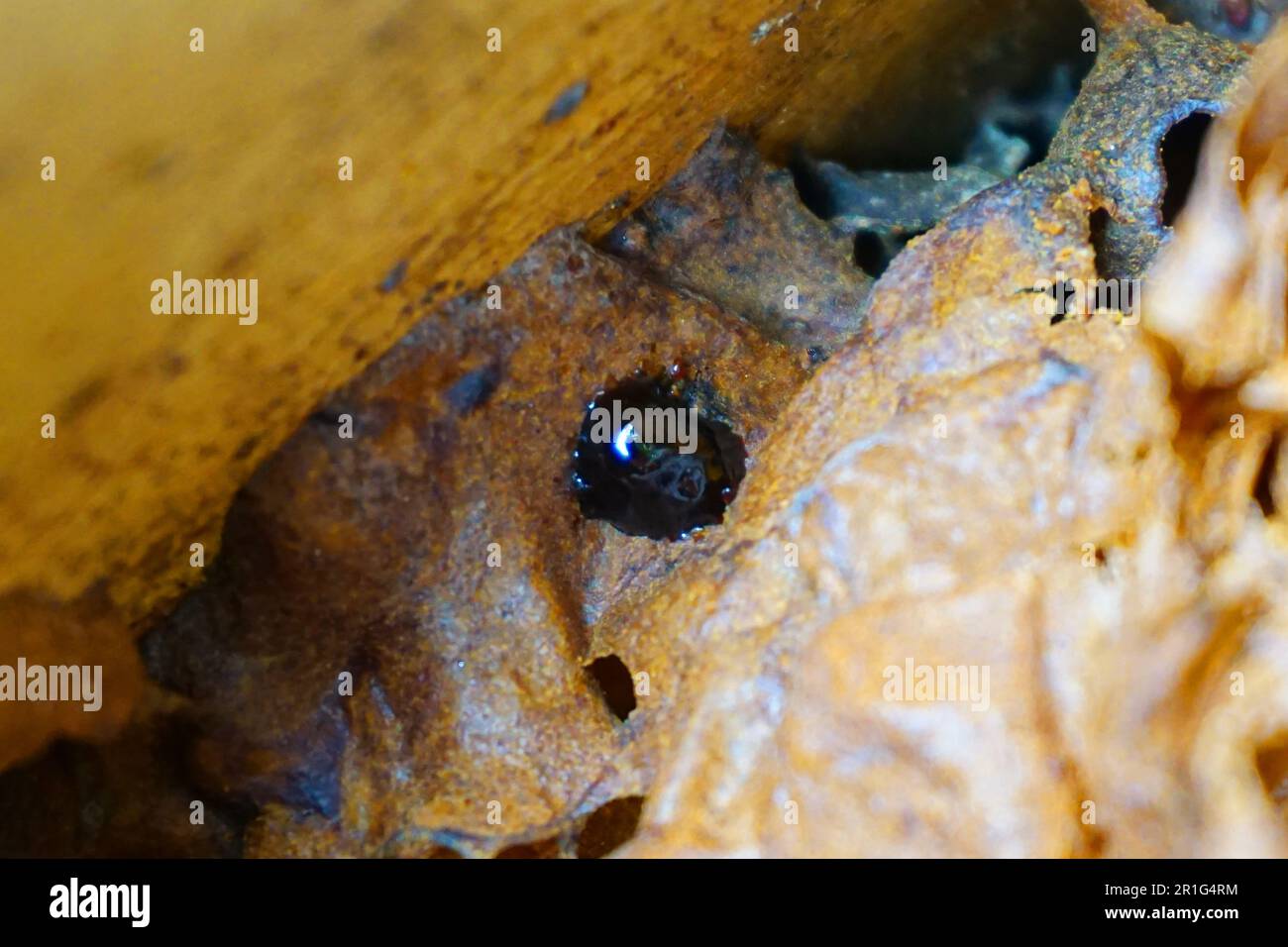 Interior view of a beehive of ancient mayan stingless bees tetragonisca ...