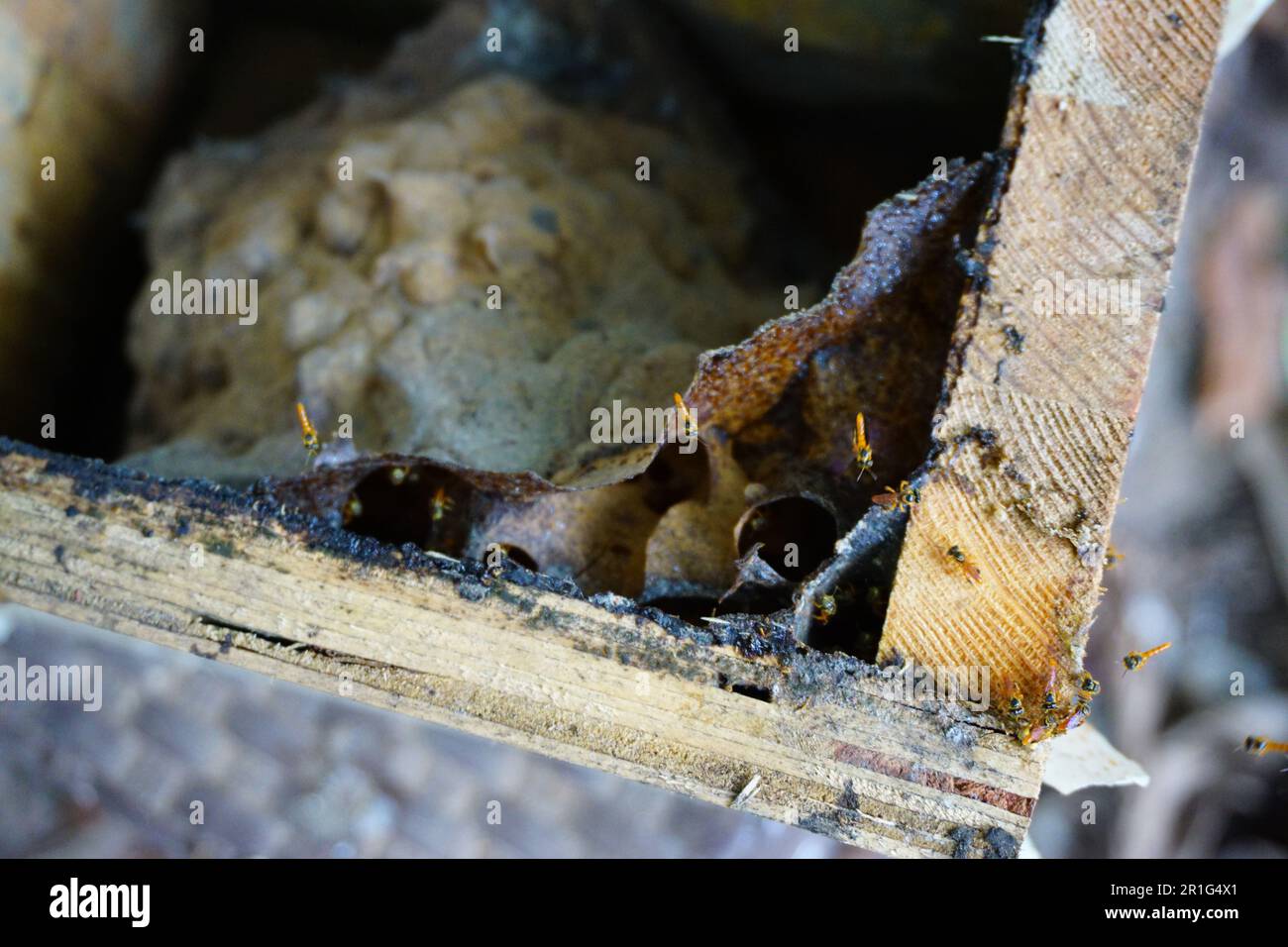 Interior view of a beehive of ancient mayan stingless bees tetragonisca ...