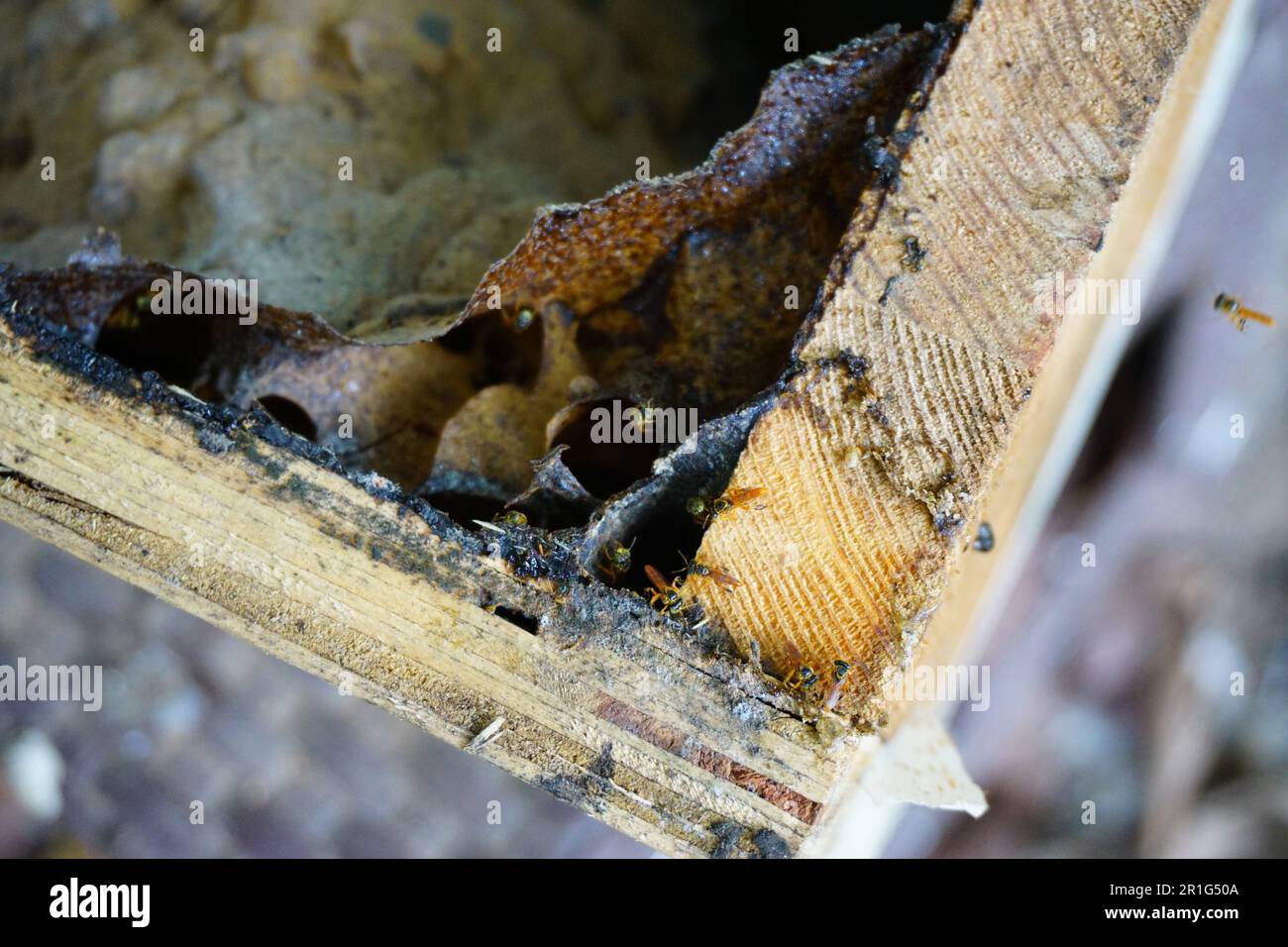 Interior view of a beehive of ancient mayan stingless bees tetragonisca ...