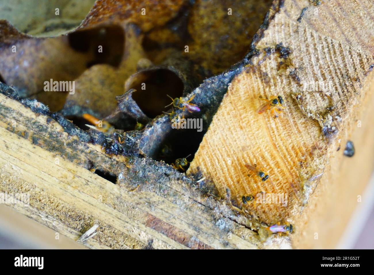 Interior view of a beehive of ancient mayan stingless bees tetragonisca ...