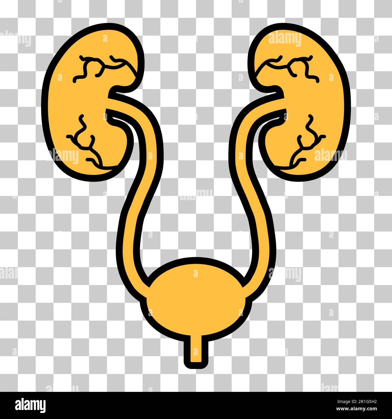 Urology health human icon, anatomy medical body bladder sign, biology ...