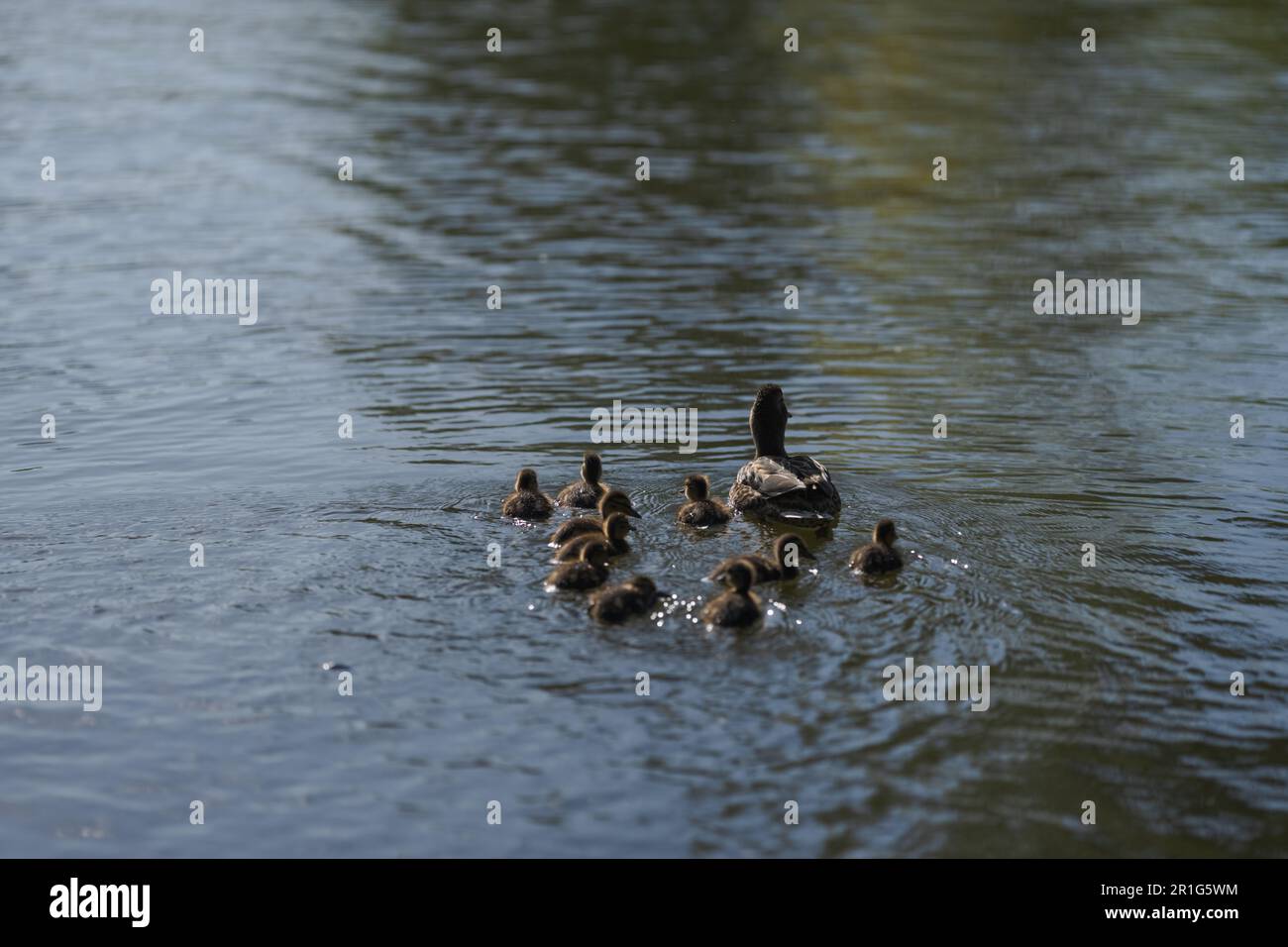 Common duck with ducklings swimming in a pond in late spring, shallow ...