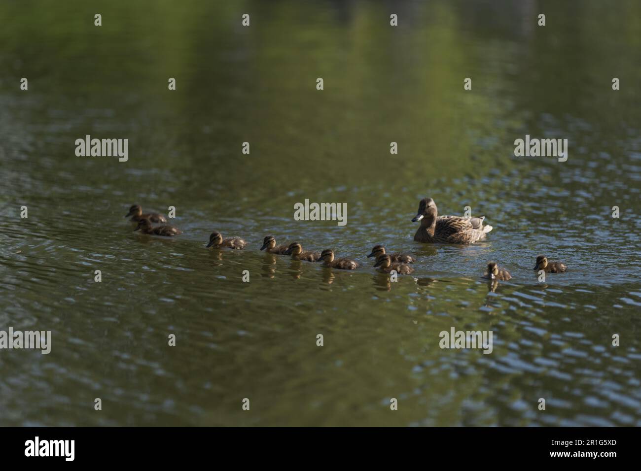 Shallow lake many young hi-res stock photography and images - Alamy