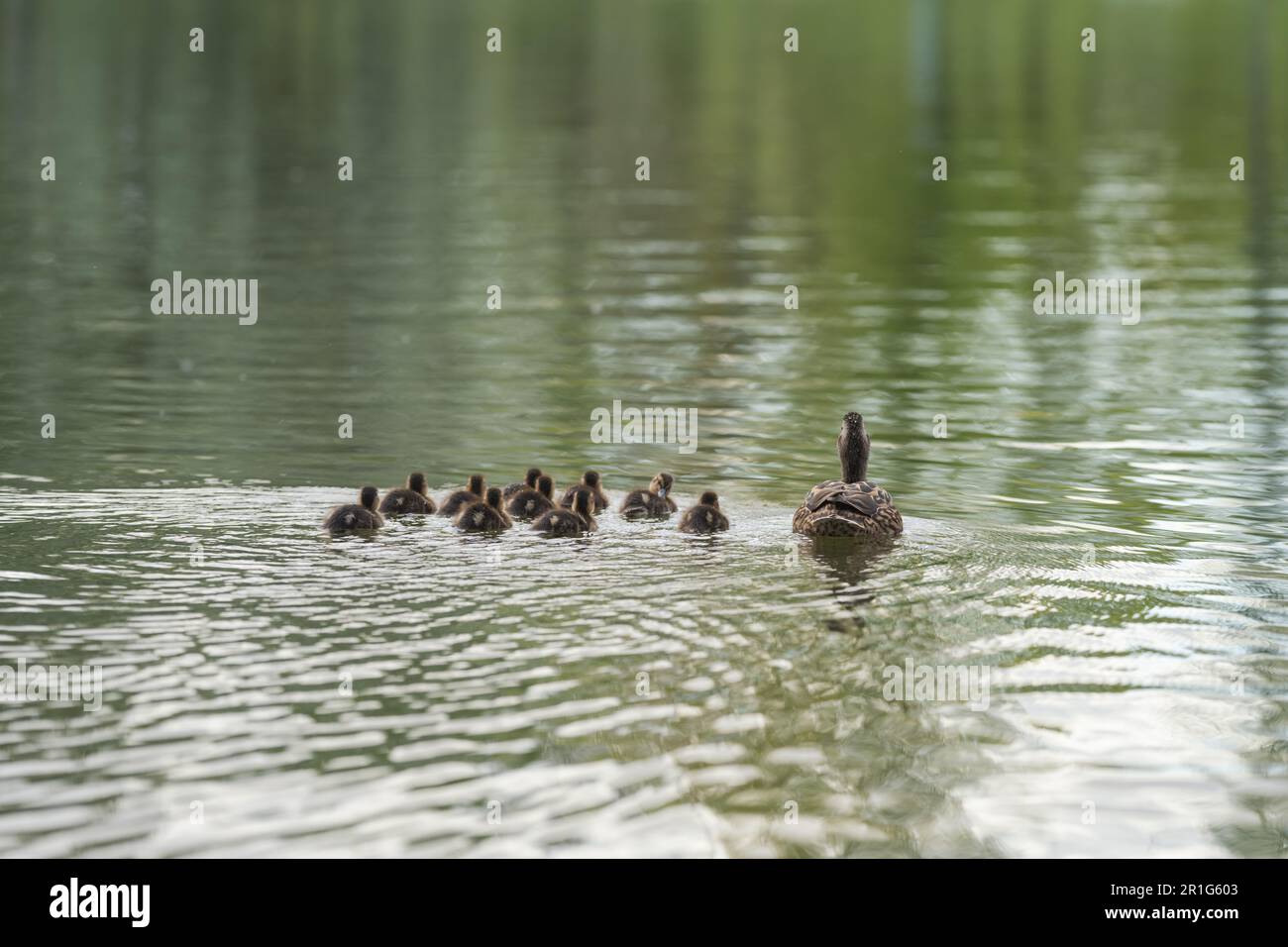 Family ducks ducklings in shallow hi-res stock photography and images ...