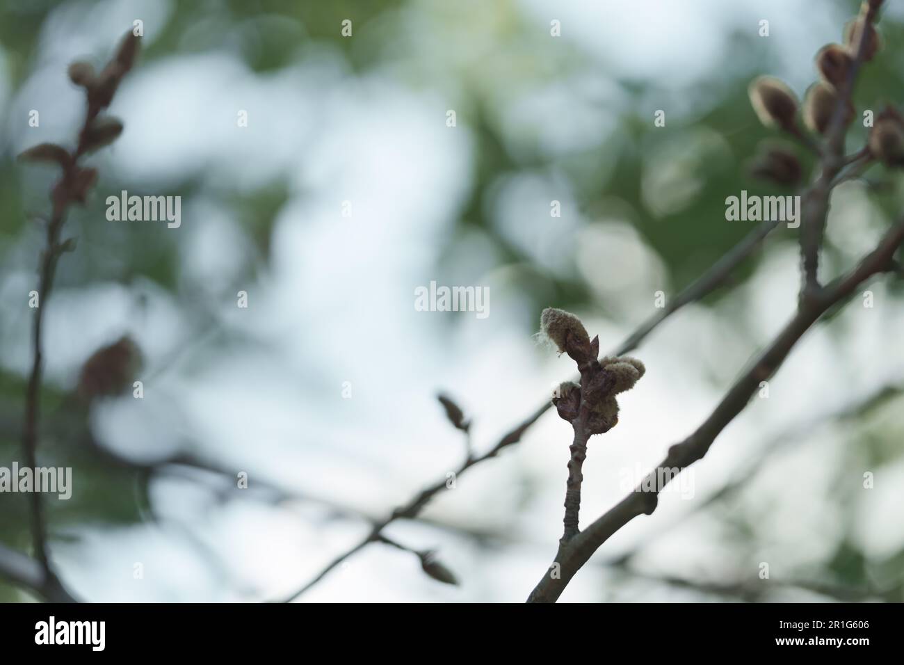 Budding aspen tree hi-res stock photography and images - Alamy