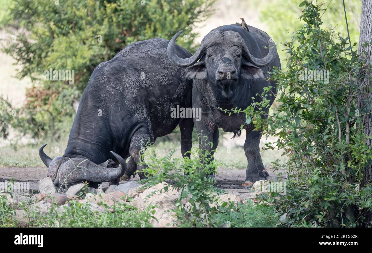 buffalo drinking and buffalo standing near watering hole, shot in ...