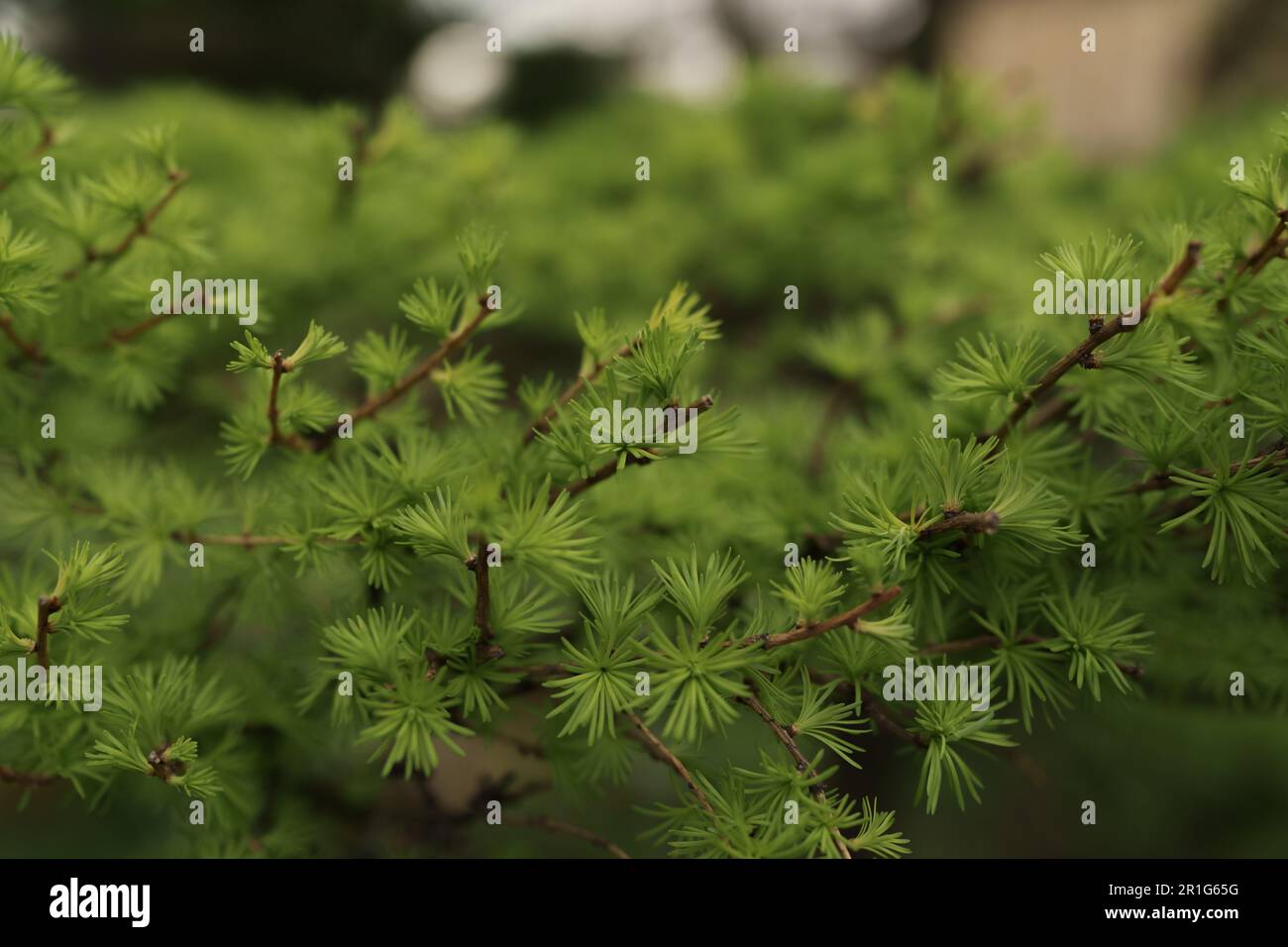 Small japanese larch tree close up, shallow focus Stock Photo - Alamy