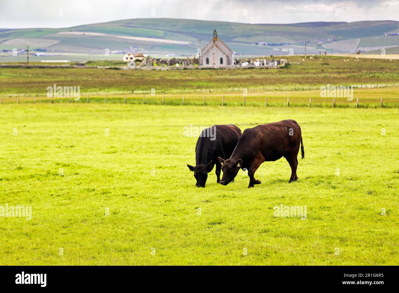 Black Angus cattle grazing in a meadow, Mainland, Orkney Islands ...