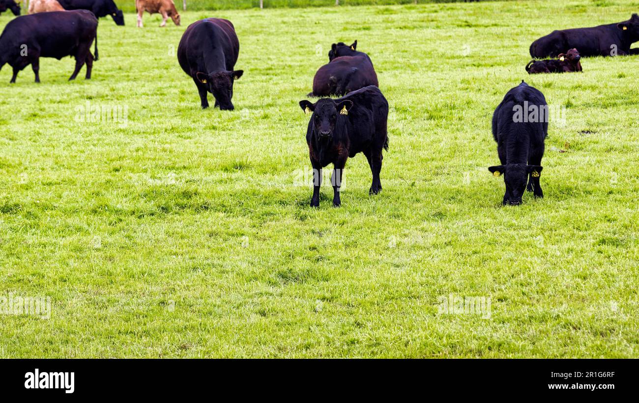Orkney cattle hi-res stock photography and images - Alamy