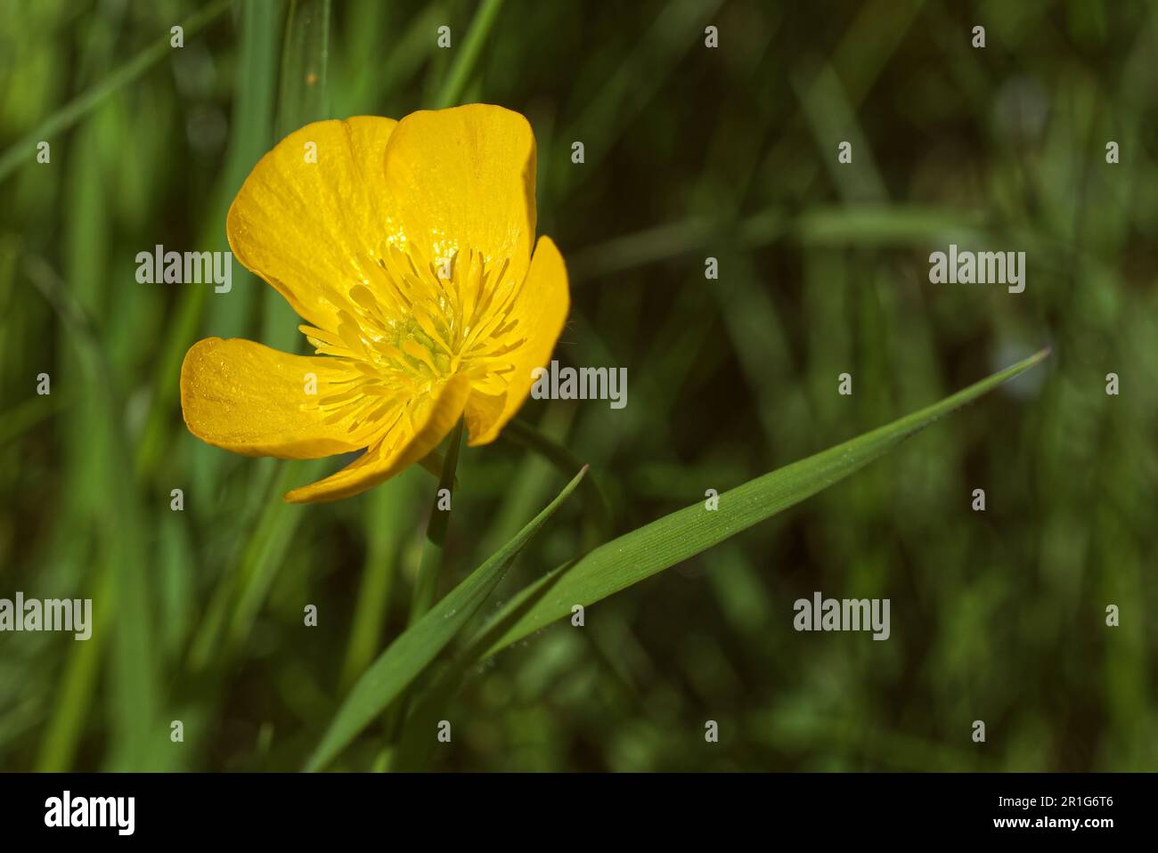 Closeup of an open cup of Ranunculus flower, also known as buttercups ...