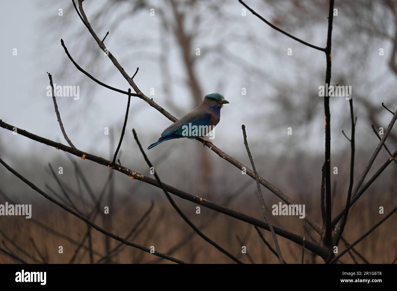 An Indian roller bird is seen in the forest sitting on a branch of a ...
