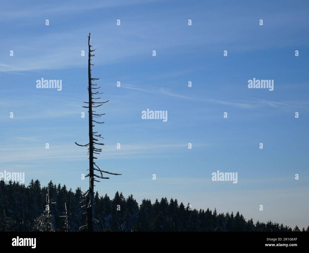 Single dead tree in winter time blue sky Stock Photo - Alamy