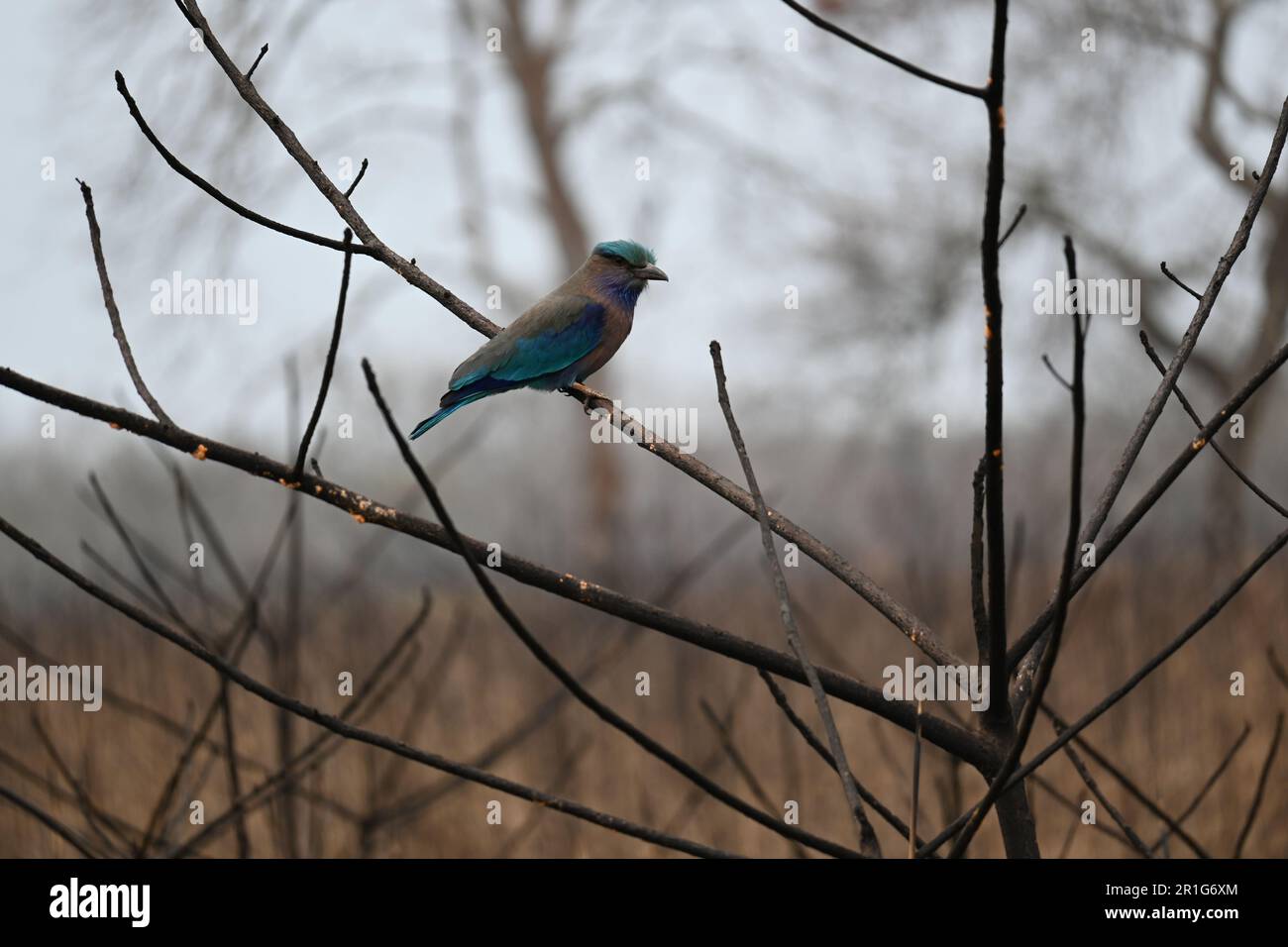 An Indian roller bird is seen in the forest sitting on a branch of a ...