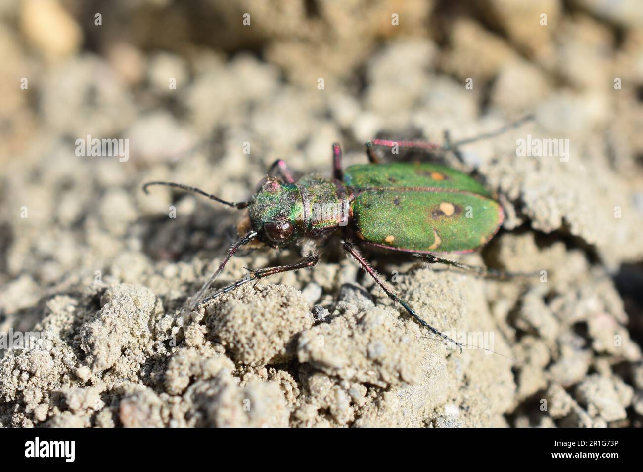 Green tiger beetle Cicindela campestris on sand natural environment ...